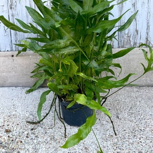 DIRECT FROM HAWAII - Laua'e Iki Fern Plant - Hawaiian Plant - Free ...