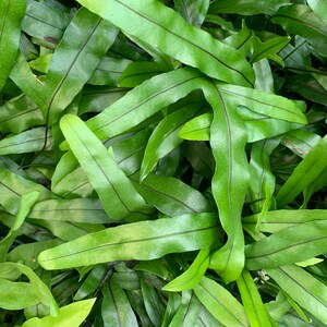 DIRECT FROM HAWAII - Laua'e Iki Fern Plant - Hawaiian Plant - Free ...