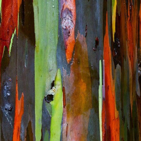 Eucalyptus Deglupta - Etsy