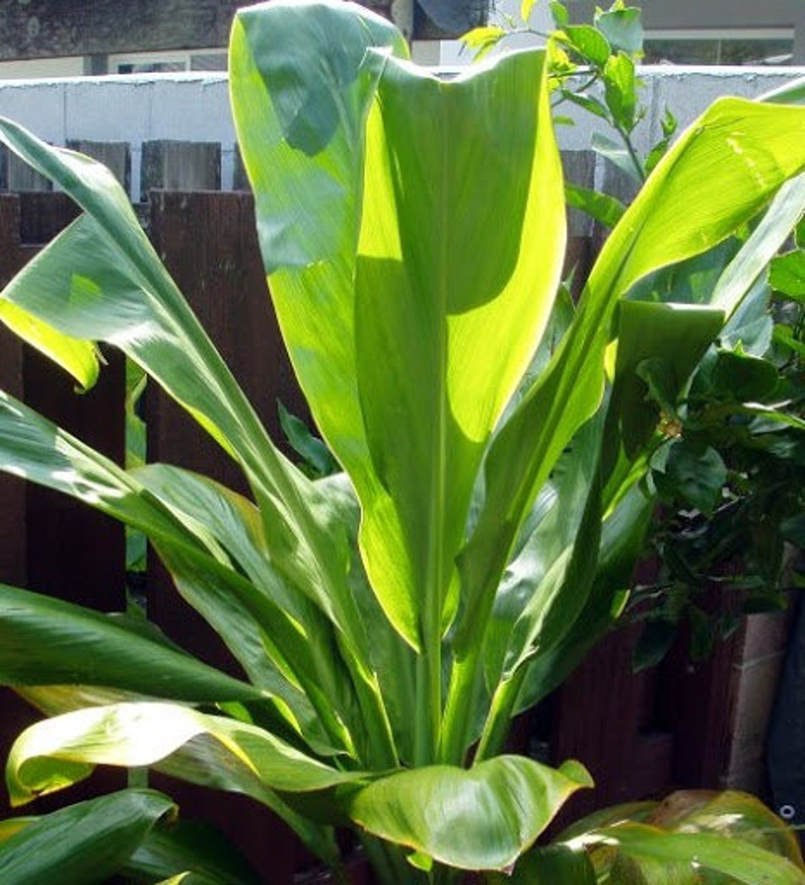 FRESH FROM HAWAII! Ti Plant Cutting - Includes 2 "cordyline Fruticosa ...