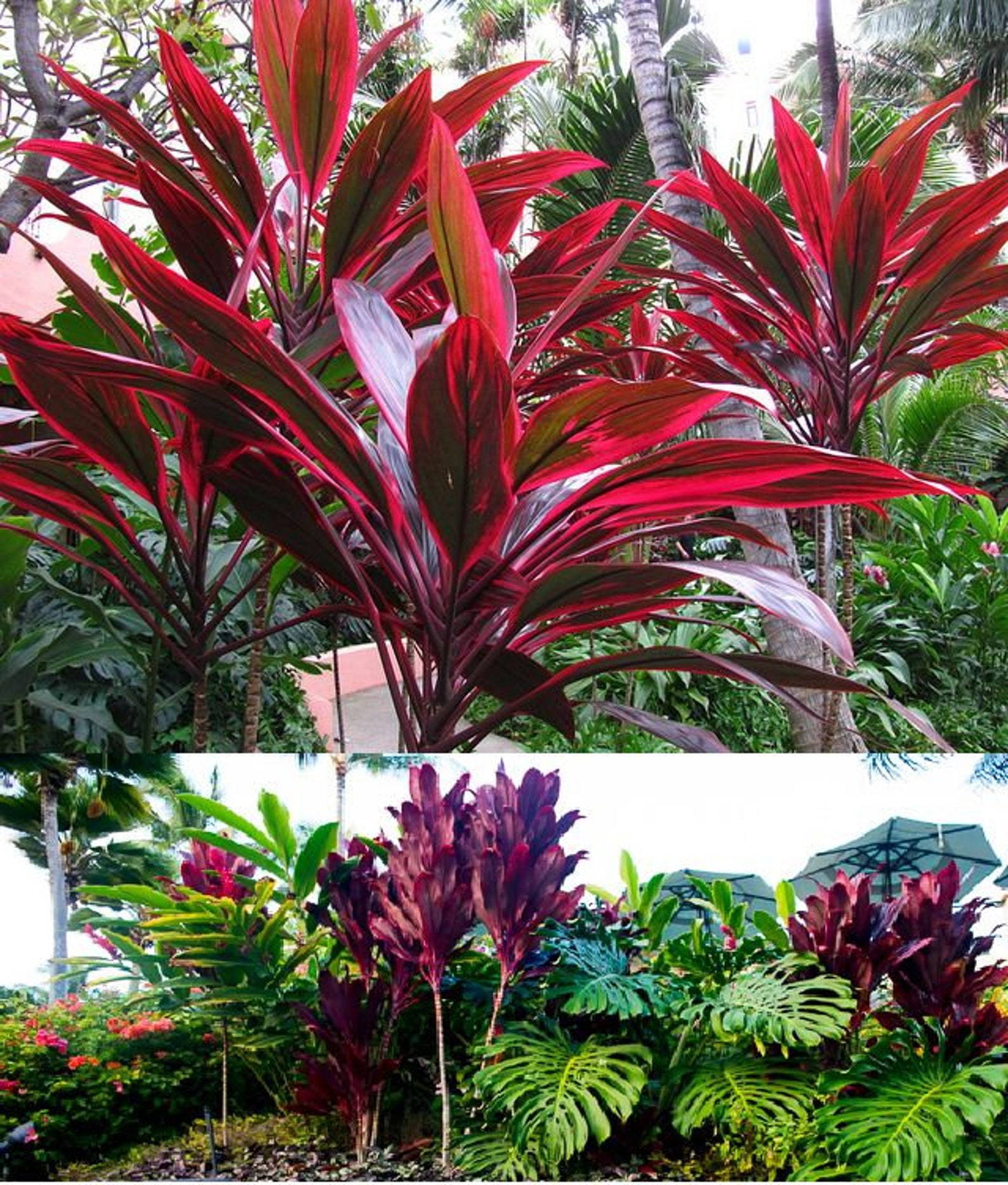 FROM HAWAII TI Plant Cutting - Includes 2 "cordyline Fruticosa" Logs ...