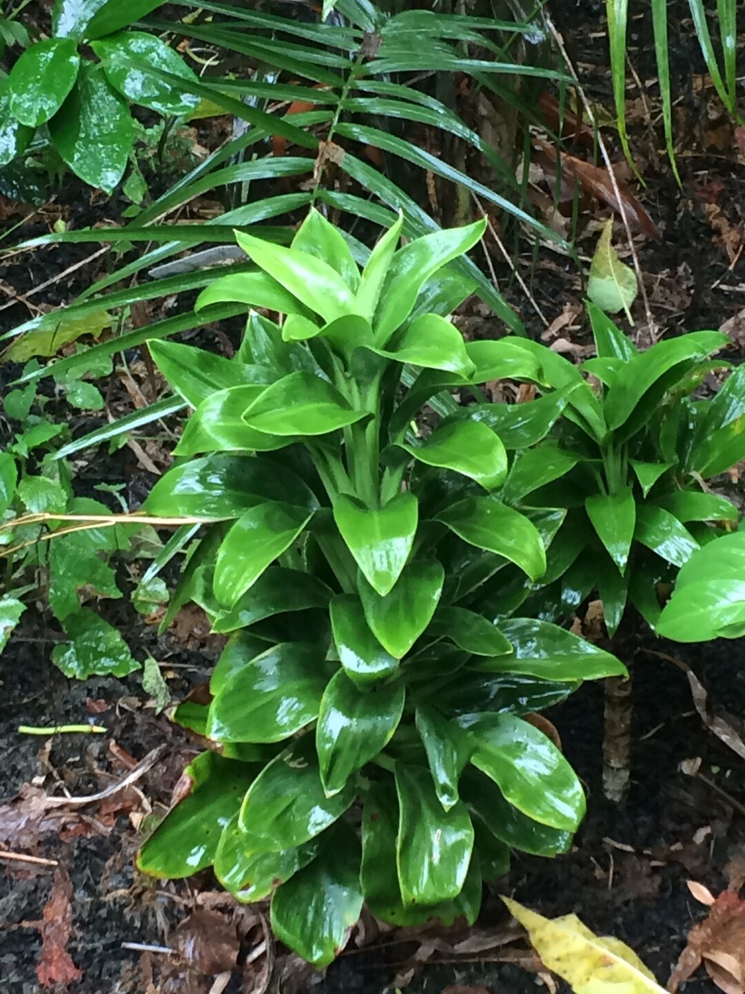 DIRECT FROM HAWAII Ti Plant Cutting Includes 2 Logs Cordyline ...