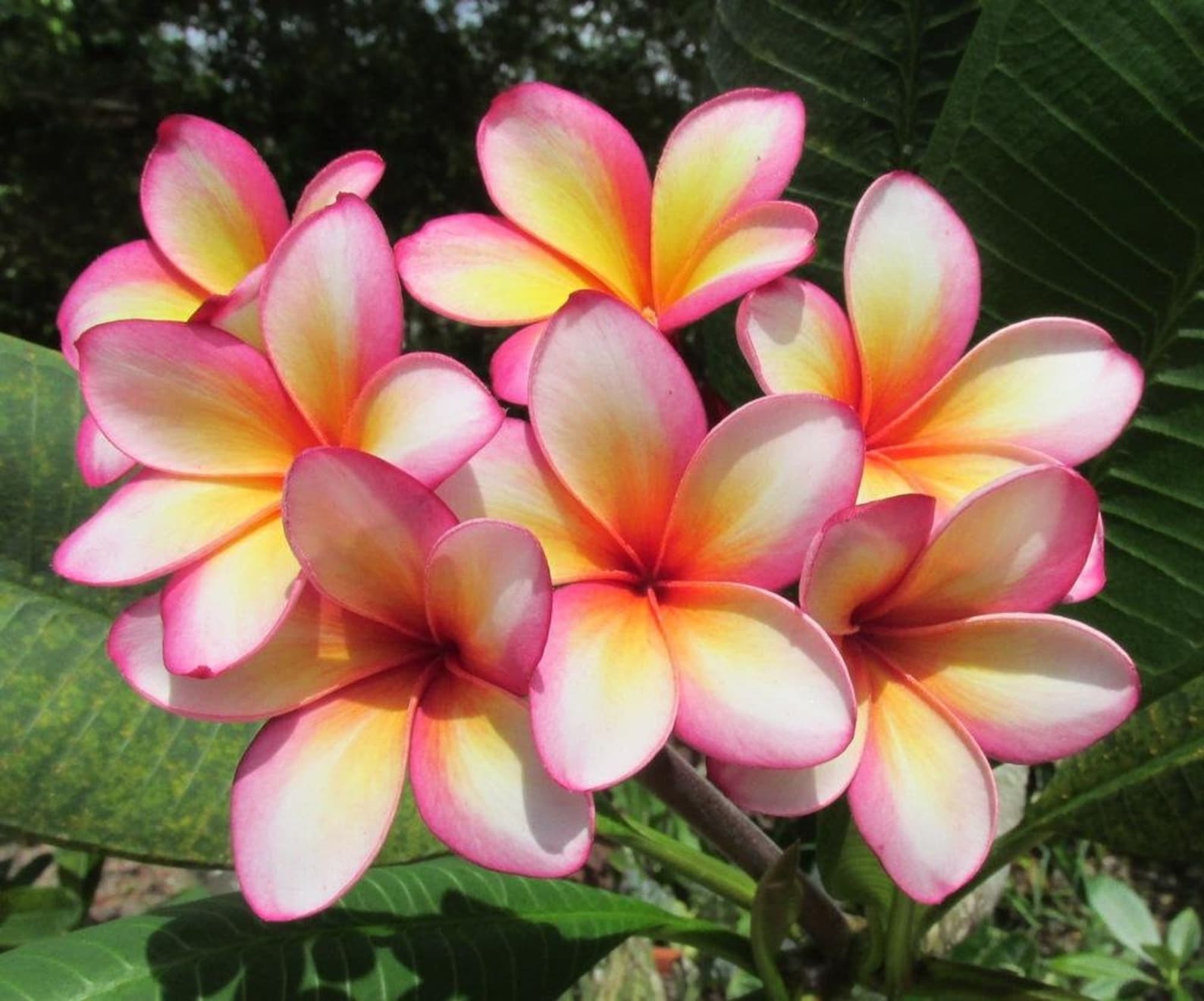 DIRECT FROM HAWAII Plumeria Tree Cutting, Exotic Colorful Fragrant ...