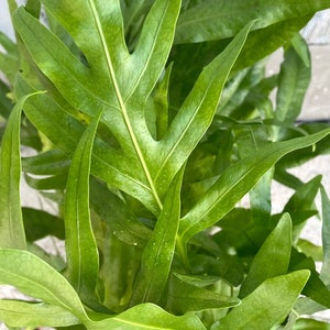 DIRECT FROM HAWAII - Laua'e Iki Fern Plant - Hawaiian Plant - Free ...