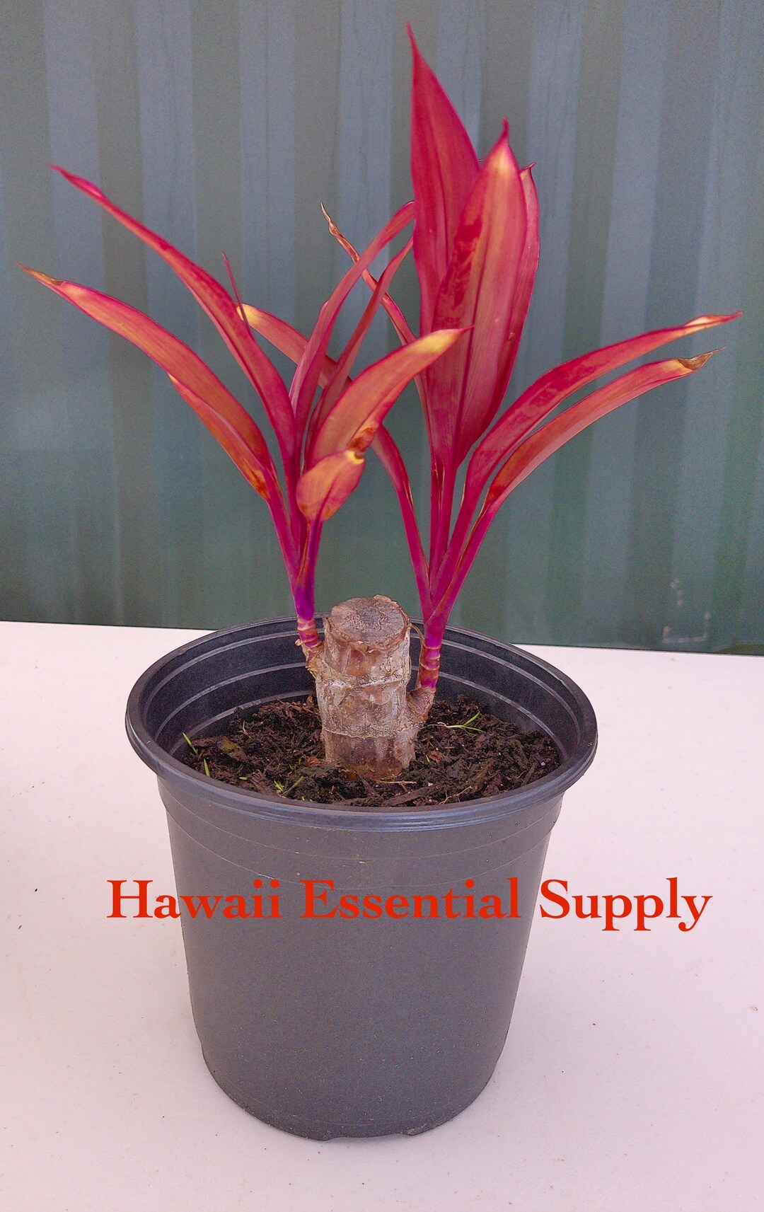 DIRECT FROM HAWAII - Rooted Ti Plant - Red Color - Tropical Exotic ...