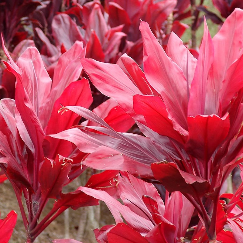 Red Sister Ti Plant - Etsy