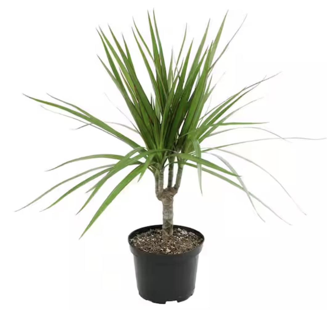 FROM HAWAII! - Dracaena Marginata Plant Live Rooted Green Money Tree ...