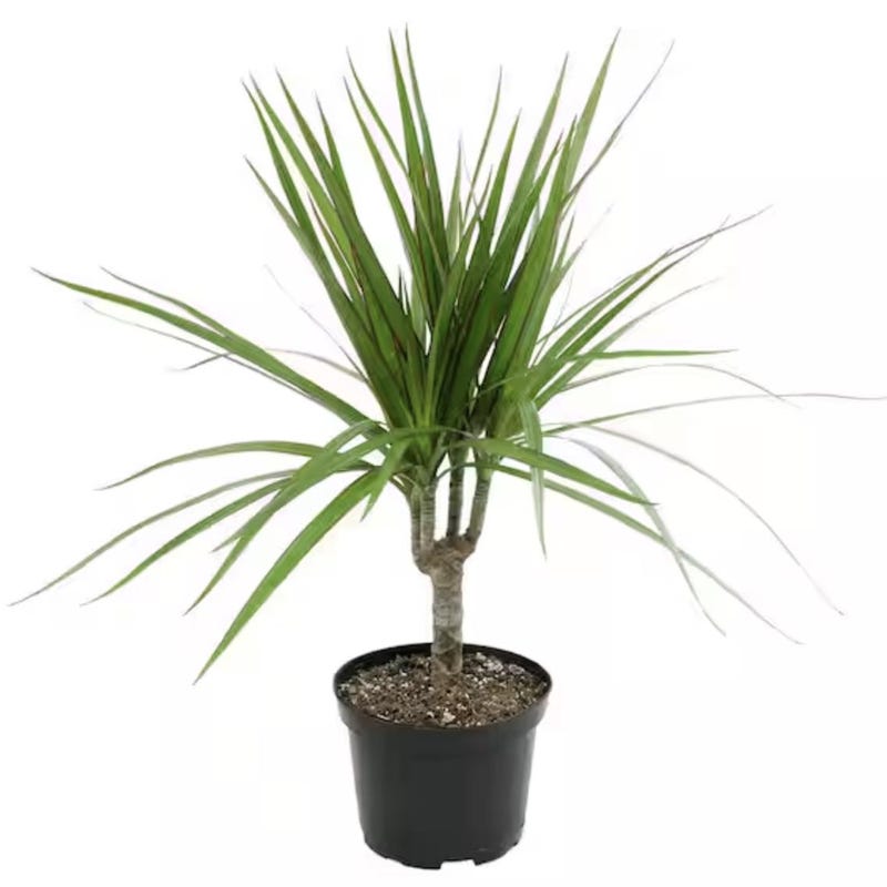 Dragon Tree - Etsy