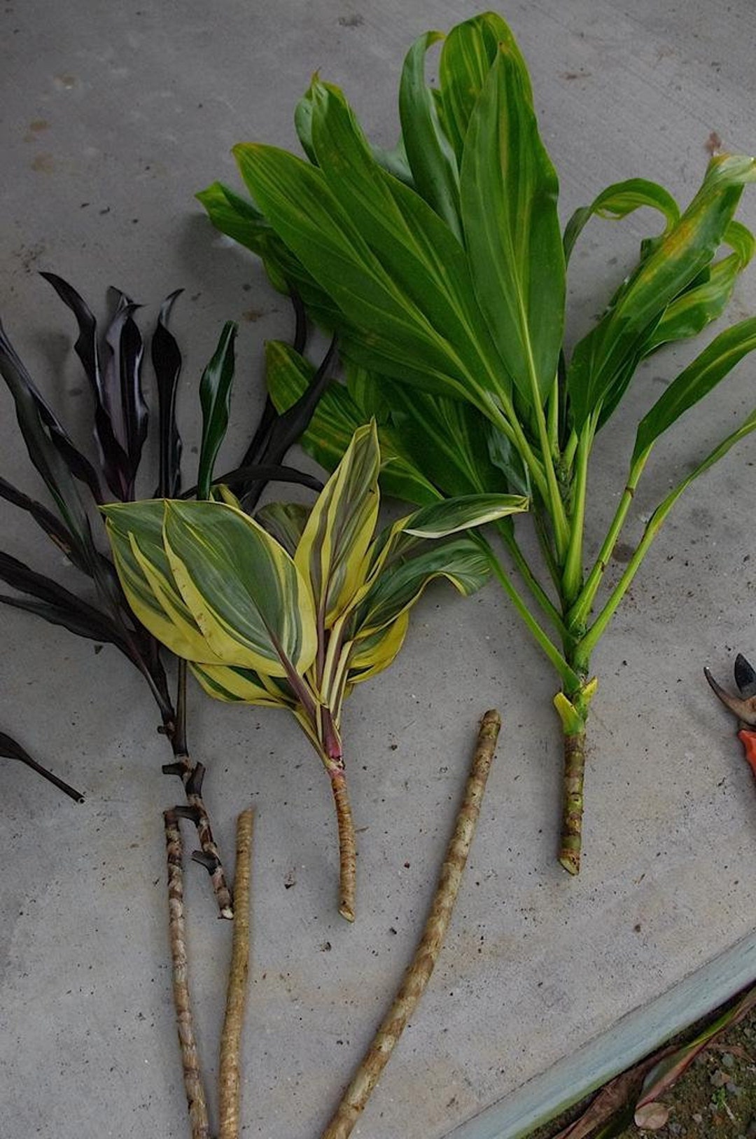 FRESH FROM HAWAII! Ti Plant Cutting - Includes 2 "cordyline Fruticosa ...