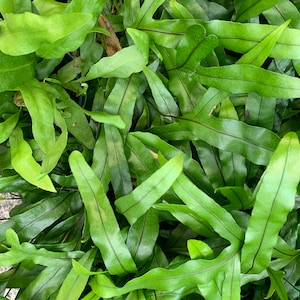 DIRECT FROM HAWAII - Laua'e Iki Fern Plant - Hawaiian Plant - Free ...