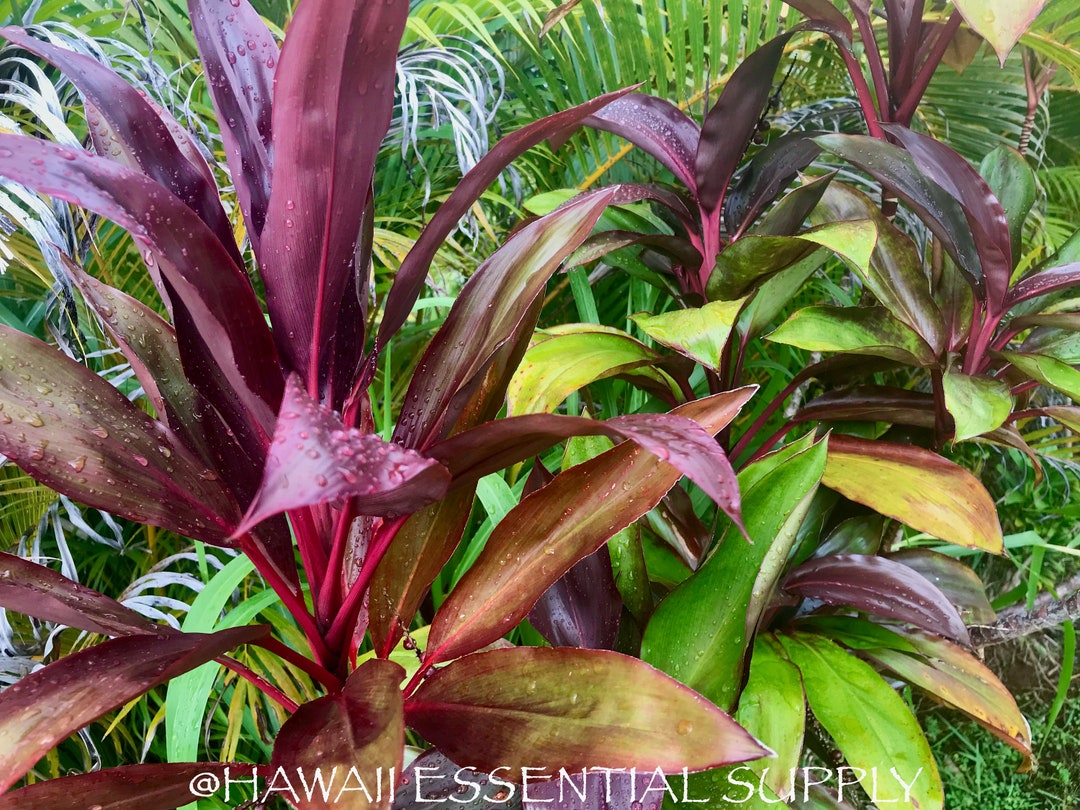 FRESH FROM HAWAII Ti Plant Cutting - Includes 2 "cordyline Fruticosa ...