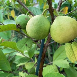 DIRECT FROM HAWAII - Guava Fruit Seeds - Tropical Tree - Etsy