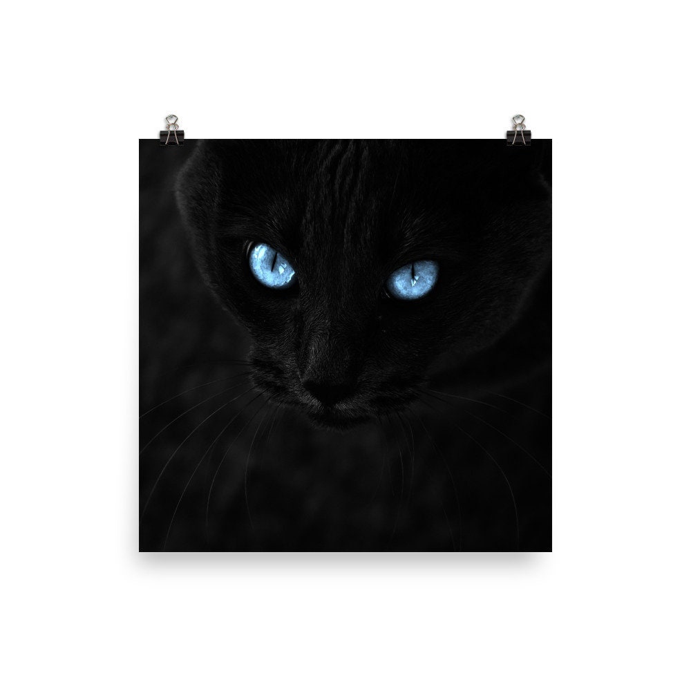 High Resolution Cat Poster | Etsy