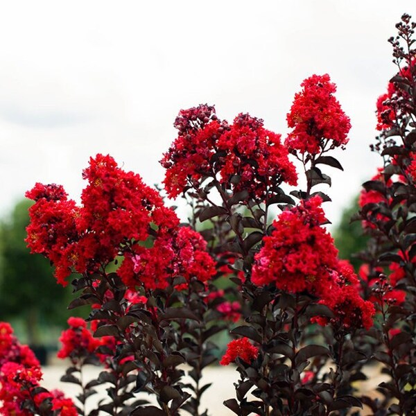 Hardy Red Myrtle - Etsy