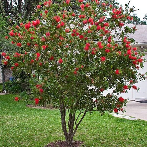 Dwarf Bottlebrush - Etsy