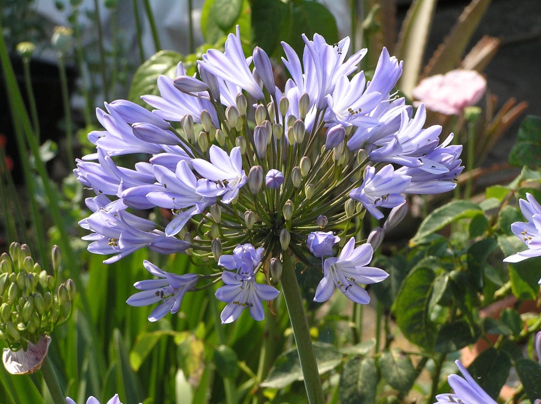Agapanthus Blue 'africans' | BULK SALE - Etsy