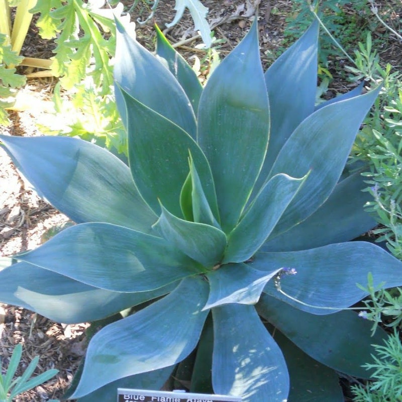 Blue Agave - Etsy