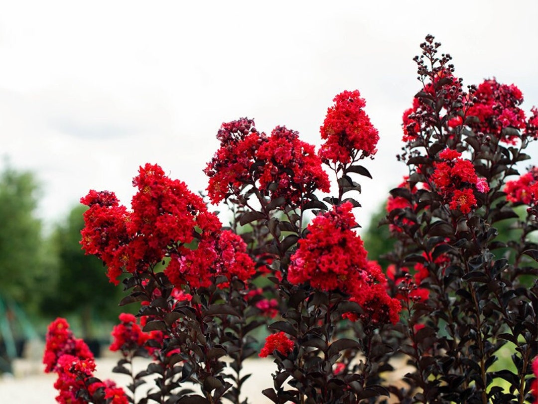 Crape Myrtle Ruby Thunderstruck red BULK SALE read - Etsy