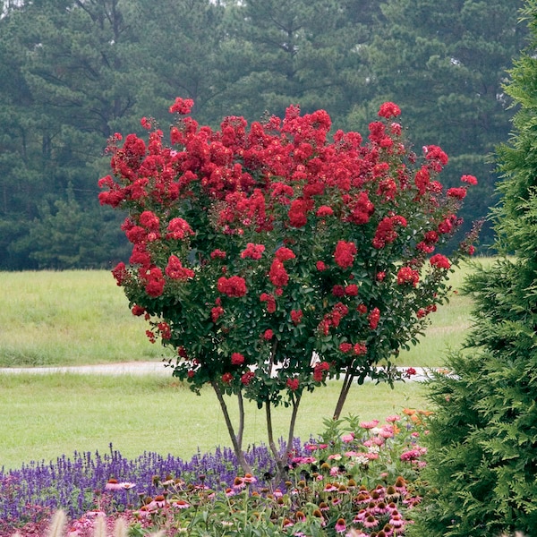 Zone 6 Crape Myrtle Crape Myrtle - Etsy