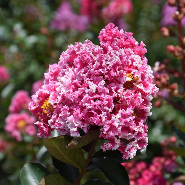 Dwarf Crape Myrtle - Etsy