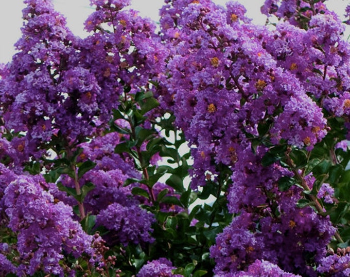 Dwarf Crape Myrtle Purple Velvet 20 Seeds - Etsy