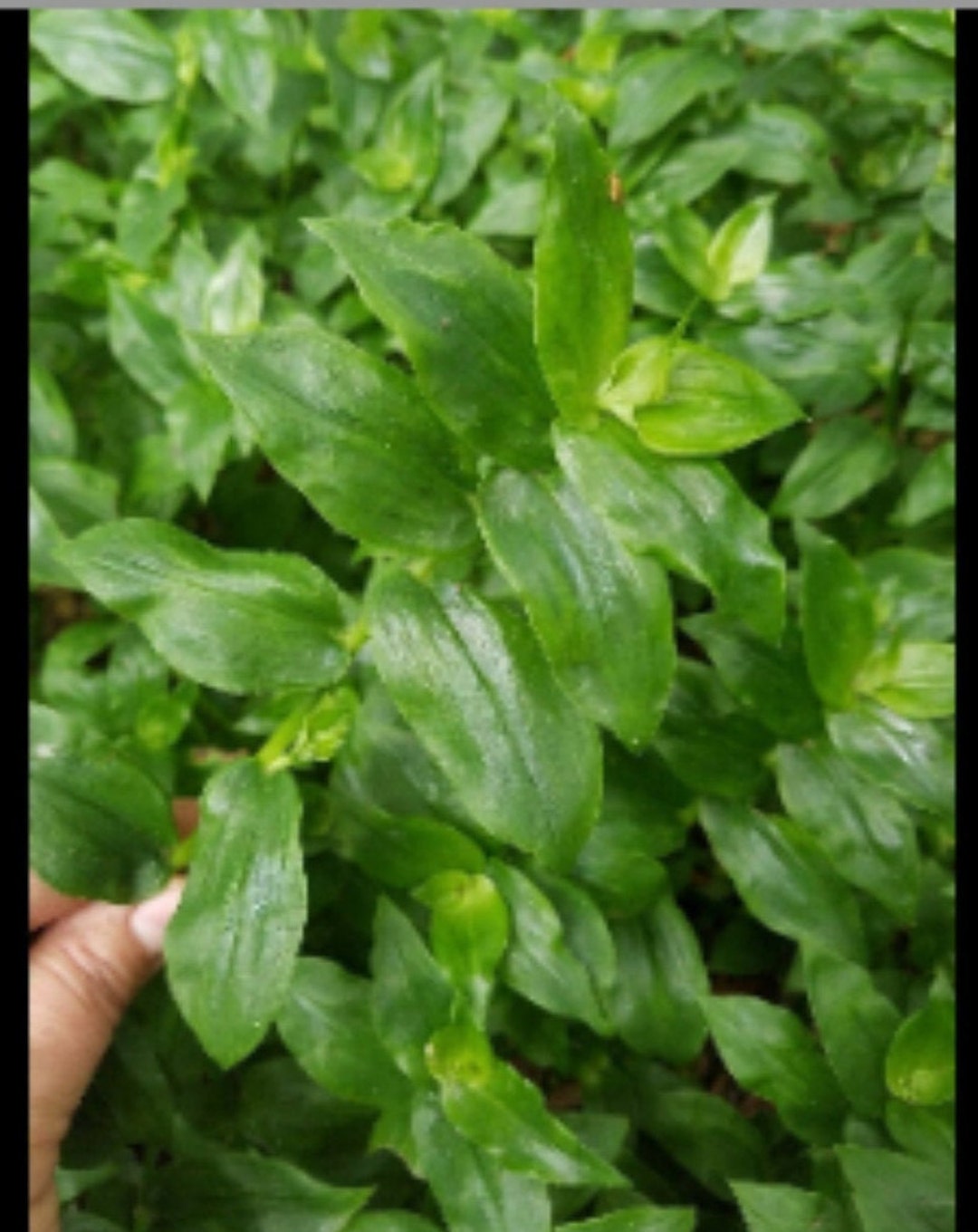 Green Wandering Jew Cuttings - Etsy