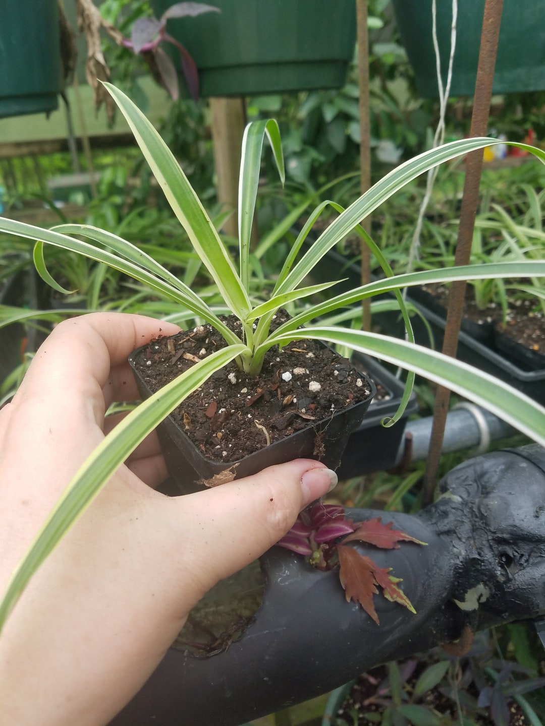 Varigated Spider/airplane Bare Root Plant - Etsy