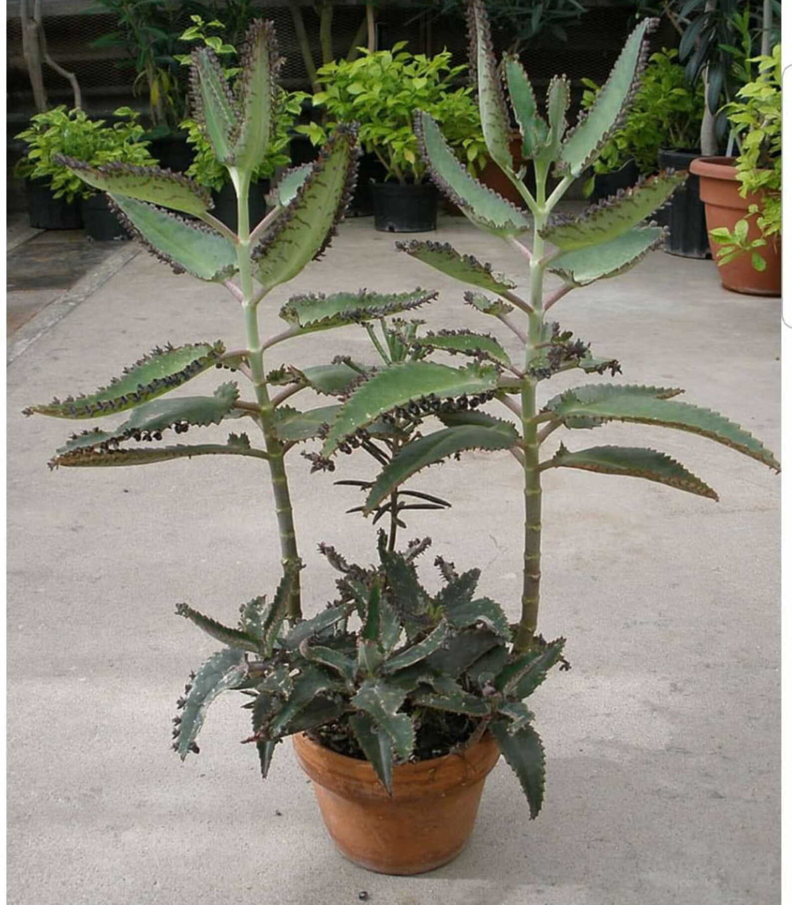 Alligator Plant/Mother of Thousands Succulent Starter Plant | Etsy