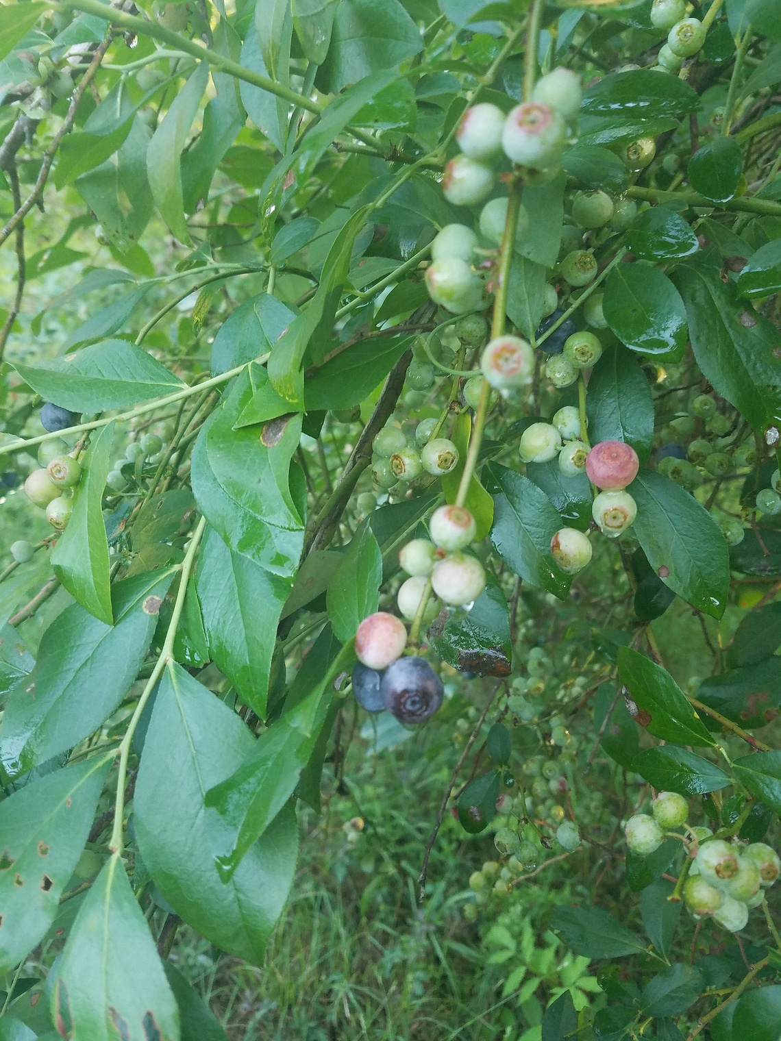 50+ High Bush Blueberry Seeds - Etsy