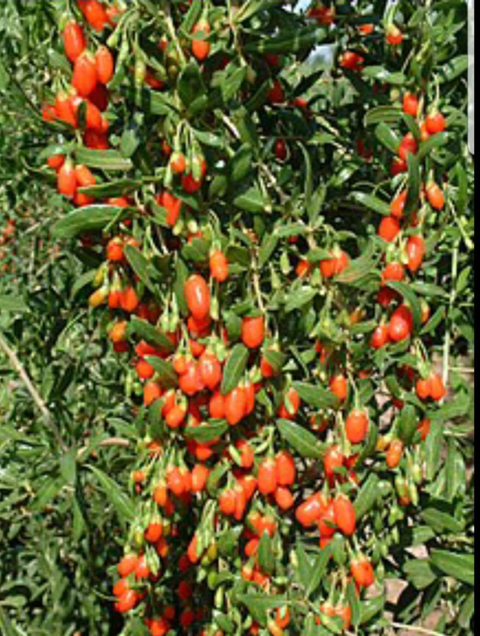 30+ Goji Berry Seeds - Etsy