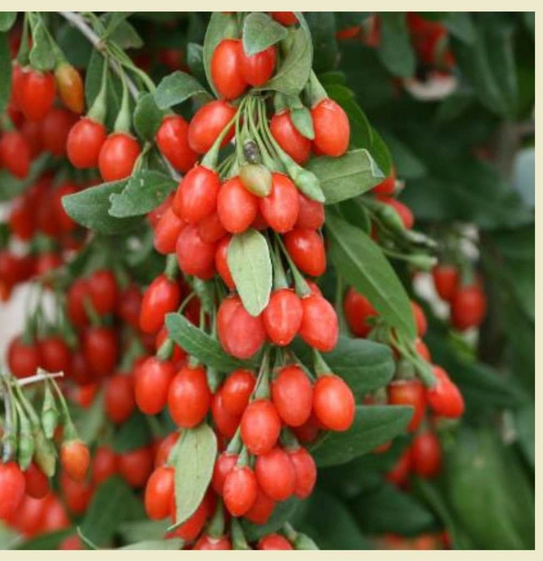 30+ Goji Berry Seeds - Etsy