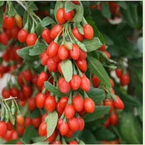 30+ Goji Berry Seeds - Etsy