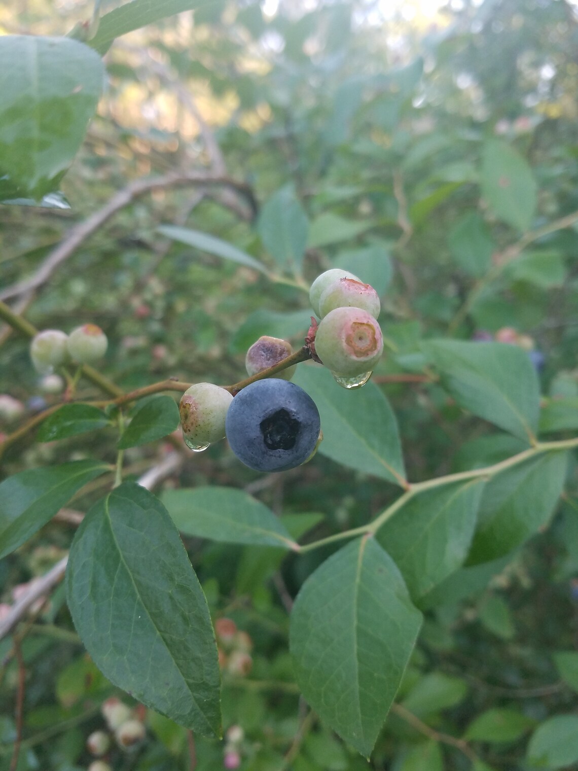 50+ High Bush Blueberry Seeds - Etsy