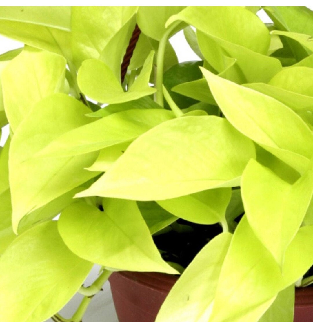 Neon Pothos 3 Cuttings With 2 Nodes on Each - Etsy