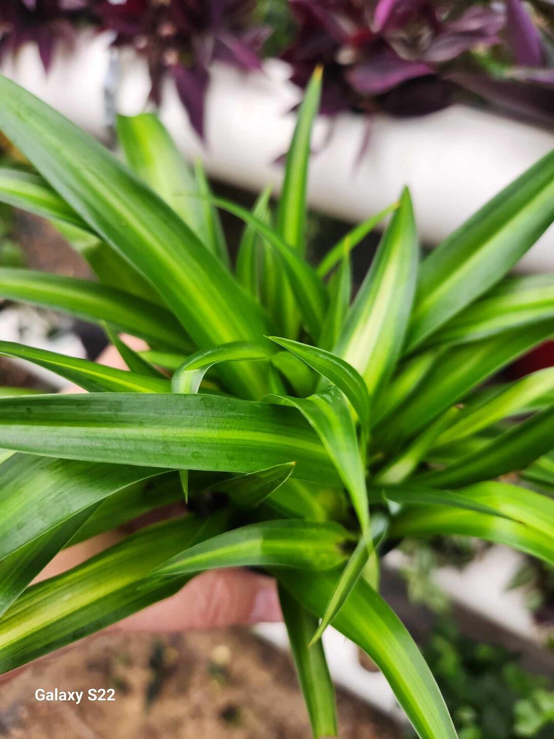 Hawaiian Spider/airplane Bare Root Plant - Etsy