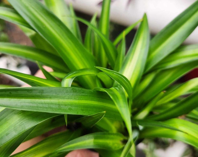 Hawaiian Spider/airplane Bare Root Plant - Etsy