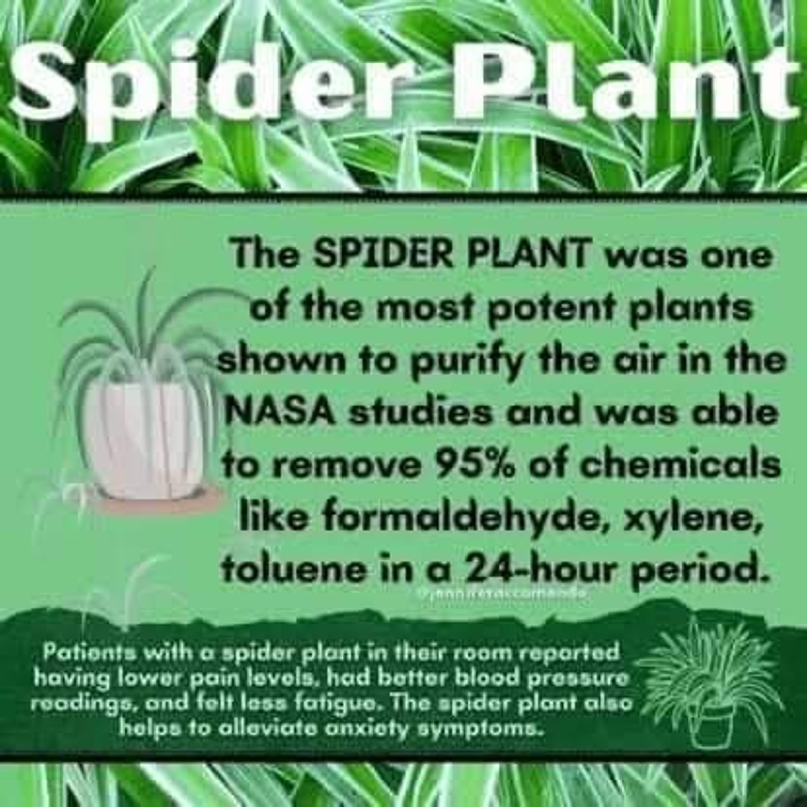 Varigated Spider/airplane Bare Root Plant - Etsy