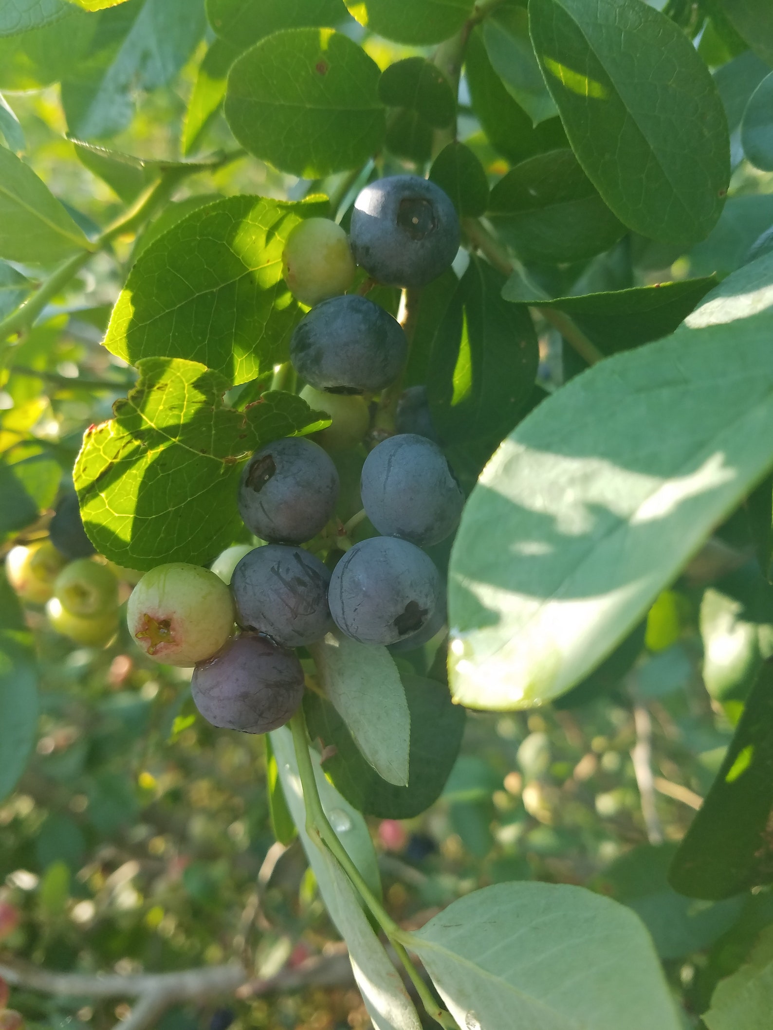 50+ High Bush Blueberry Seeds - Etsy