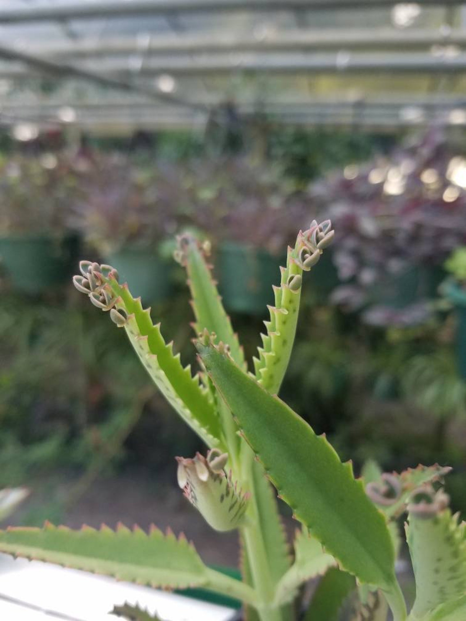 Alligator Plant/Mother of Thousands Succulent Starter Plant | Etsy