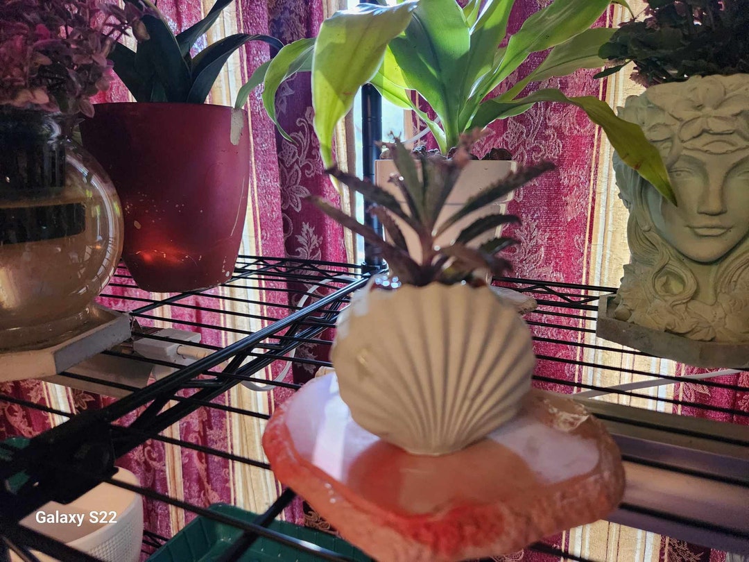 Concrete Seashell Planter - Etsy