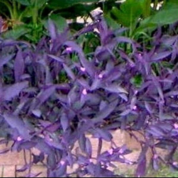 Purple Queen Plant - Etsy