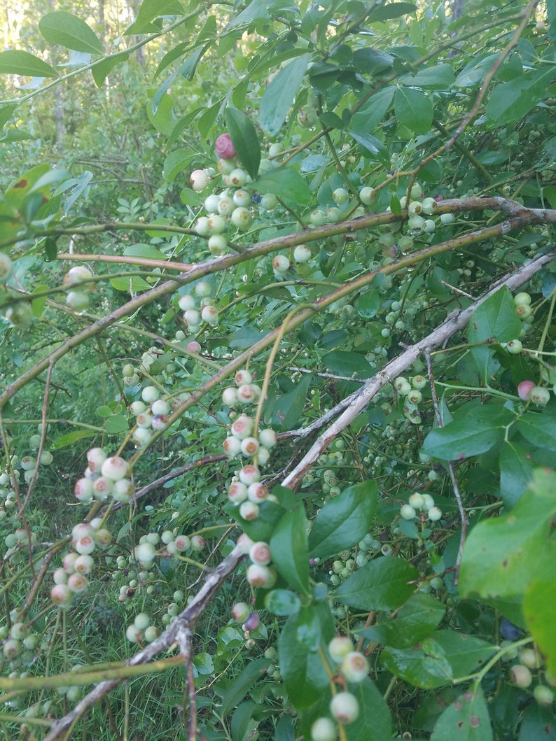 50+ High Bush Blueberry Seeds - Etsy