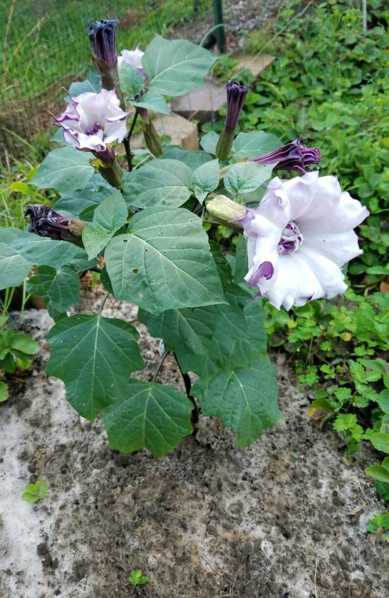 Double Purple Angel Trumpet Seeds | Etsy