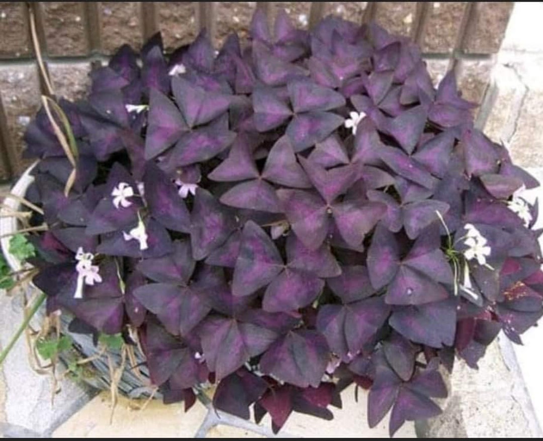 Oxalis Purple Shamrock Clover Bulb Cluster - Etsy