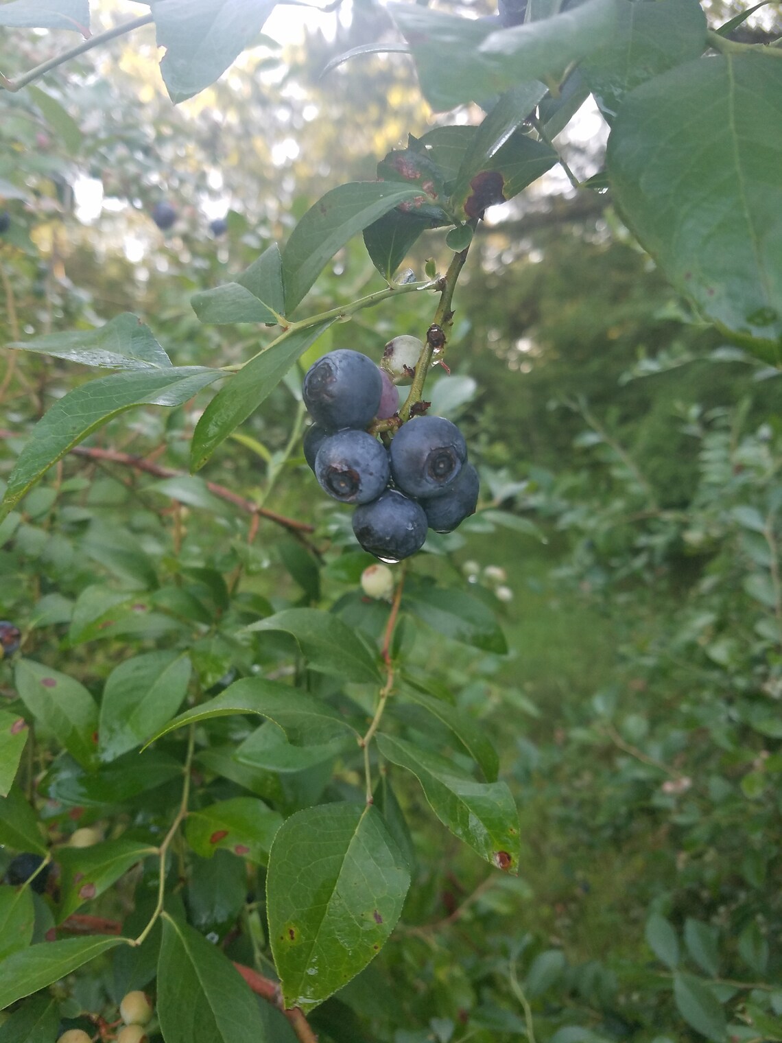 50+ High Bush Blueberry Seeds - Etsy