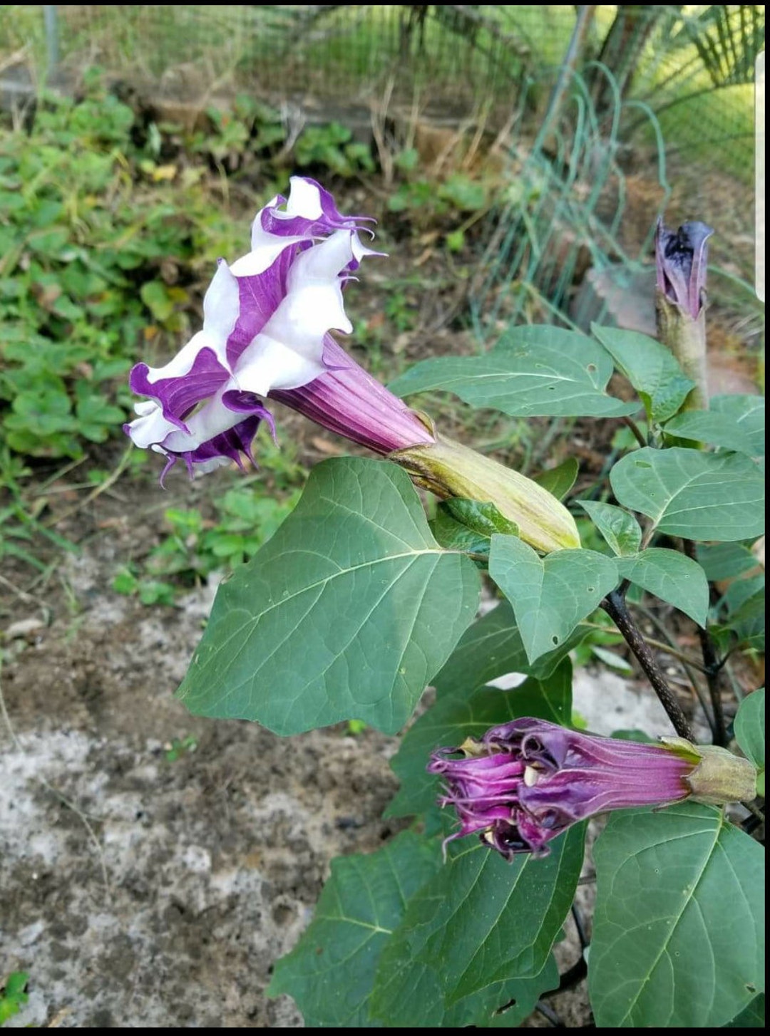 Double Purple Angel Trumpet 10 Seeds - Etsy