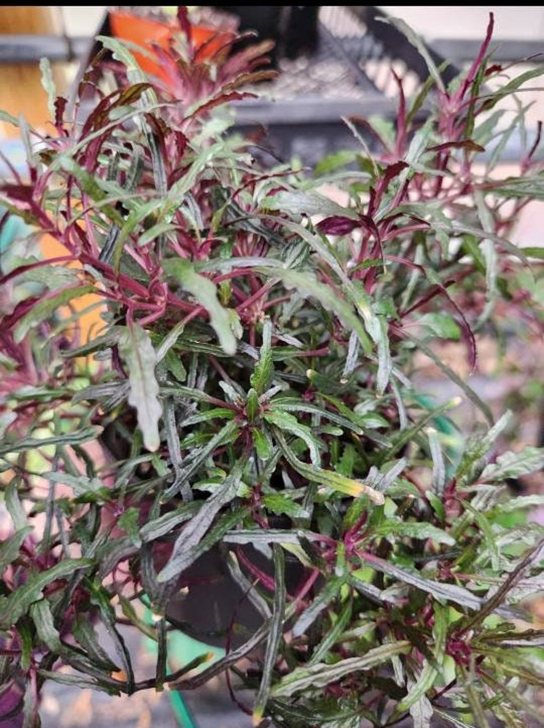 Dragon Tongue Plant - Etsy