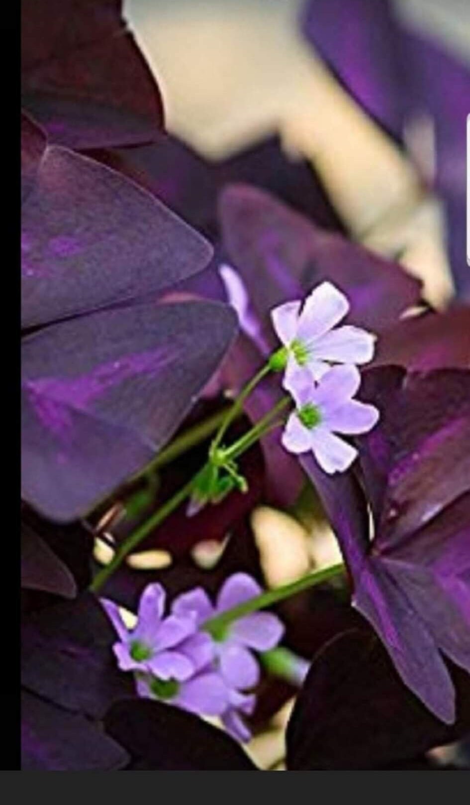 Oxalis Purple Shamrock Clover Bulb Cluster - Etsy