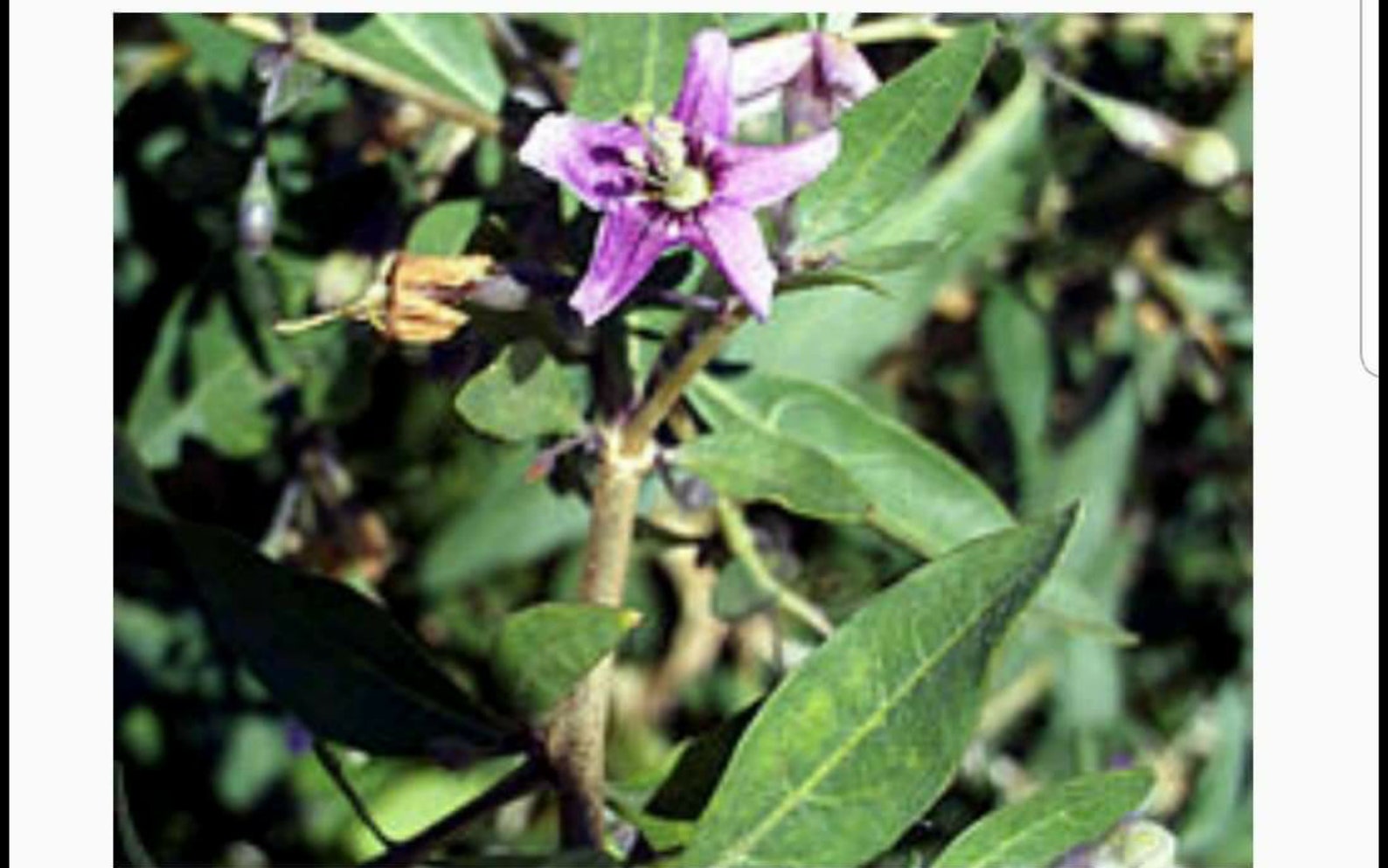 30+ Goji Berry Seeds - Etsy