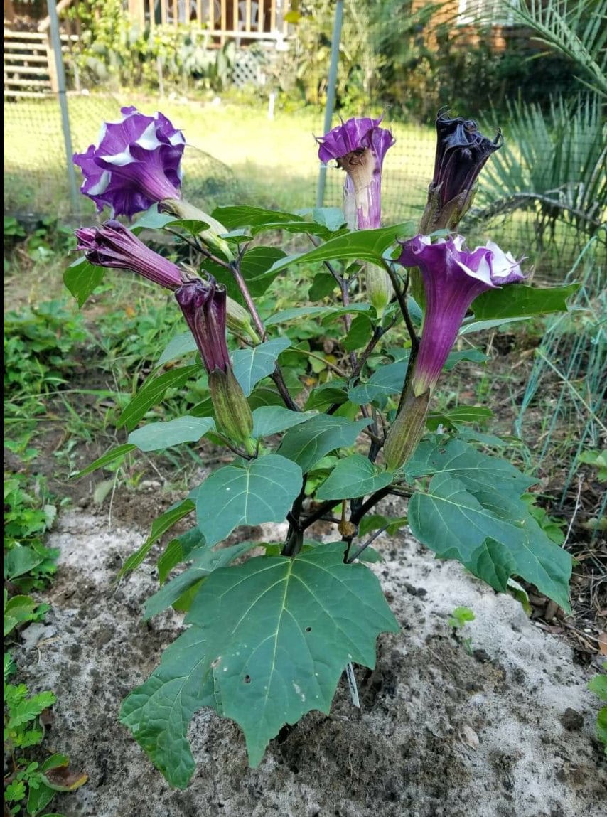 Double Purple Angel Trumpet Seeds - Etsy Sweden
